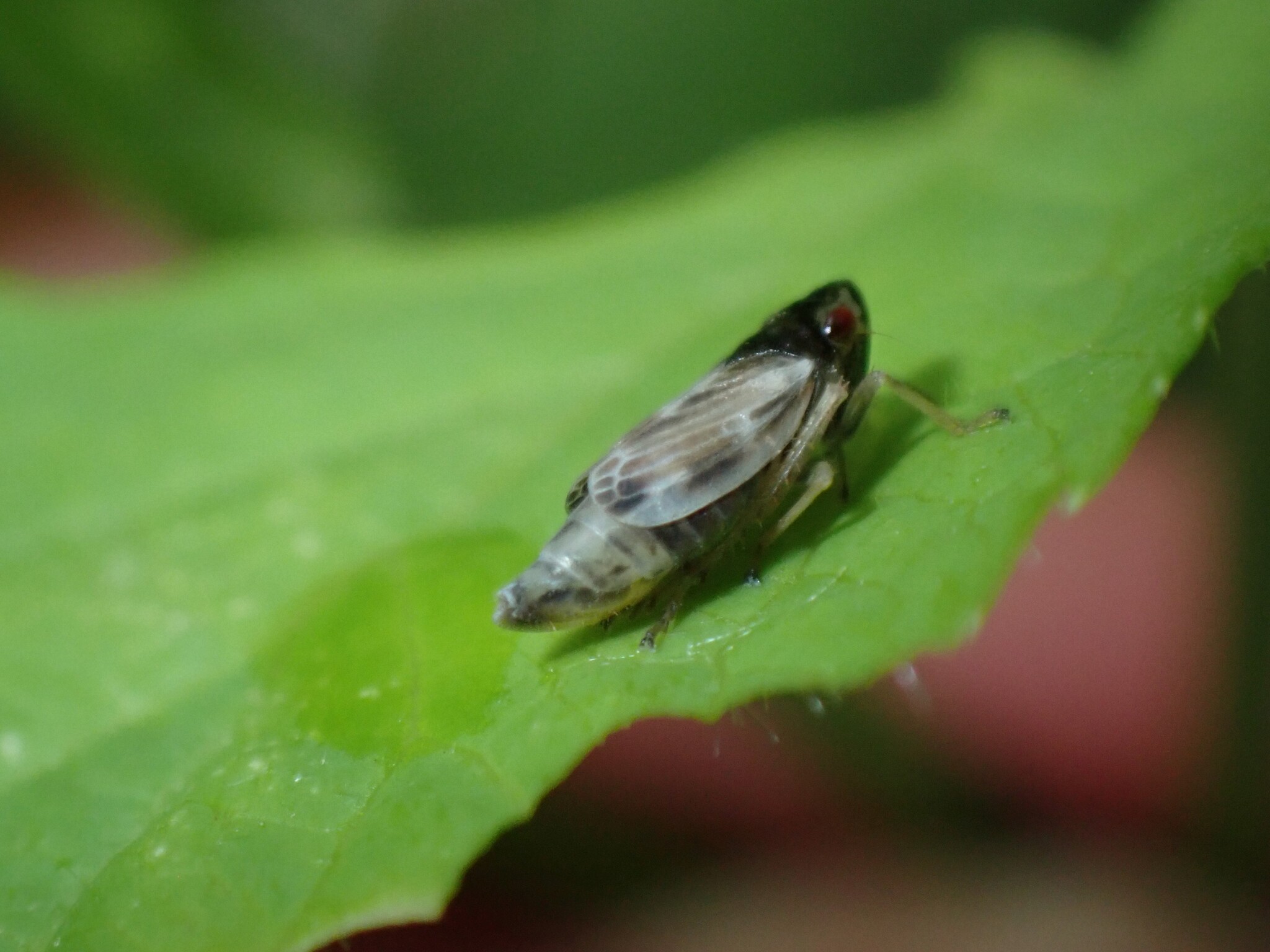 Evacanthus acuminatus | Insect Vectors of Plant Disease