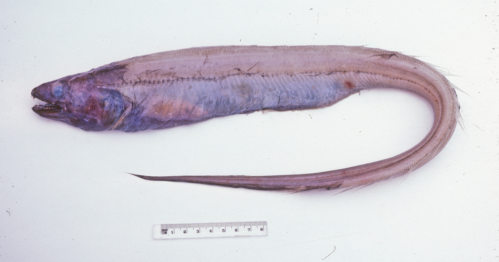 Bathyuroconger Fowler, 1934