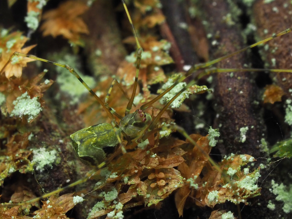 Hair-spike Synotaxids from Okere Falls, New Zealand on May 31, 2025 at ...