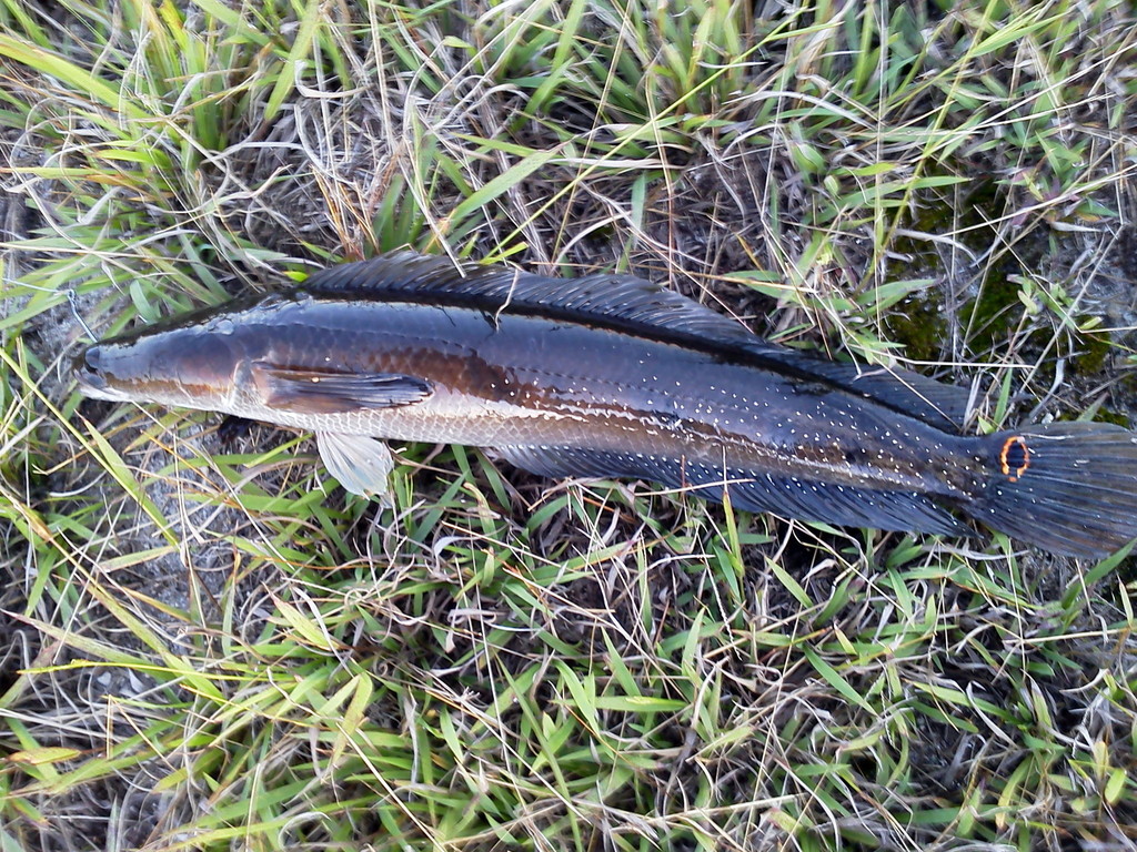 Goldline Bullseye Snakehead (Freshwater fish of Florida) · iNaturalist