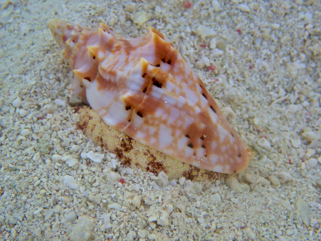 Cymbiola pulchra from Heron Island, Queensland, Australia on October 24 ...