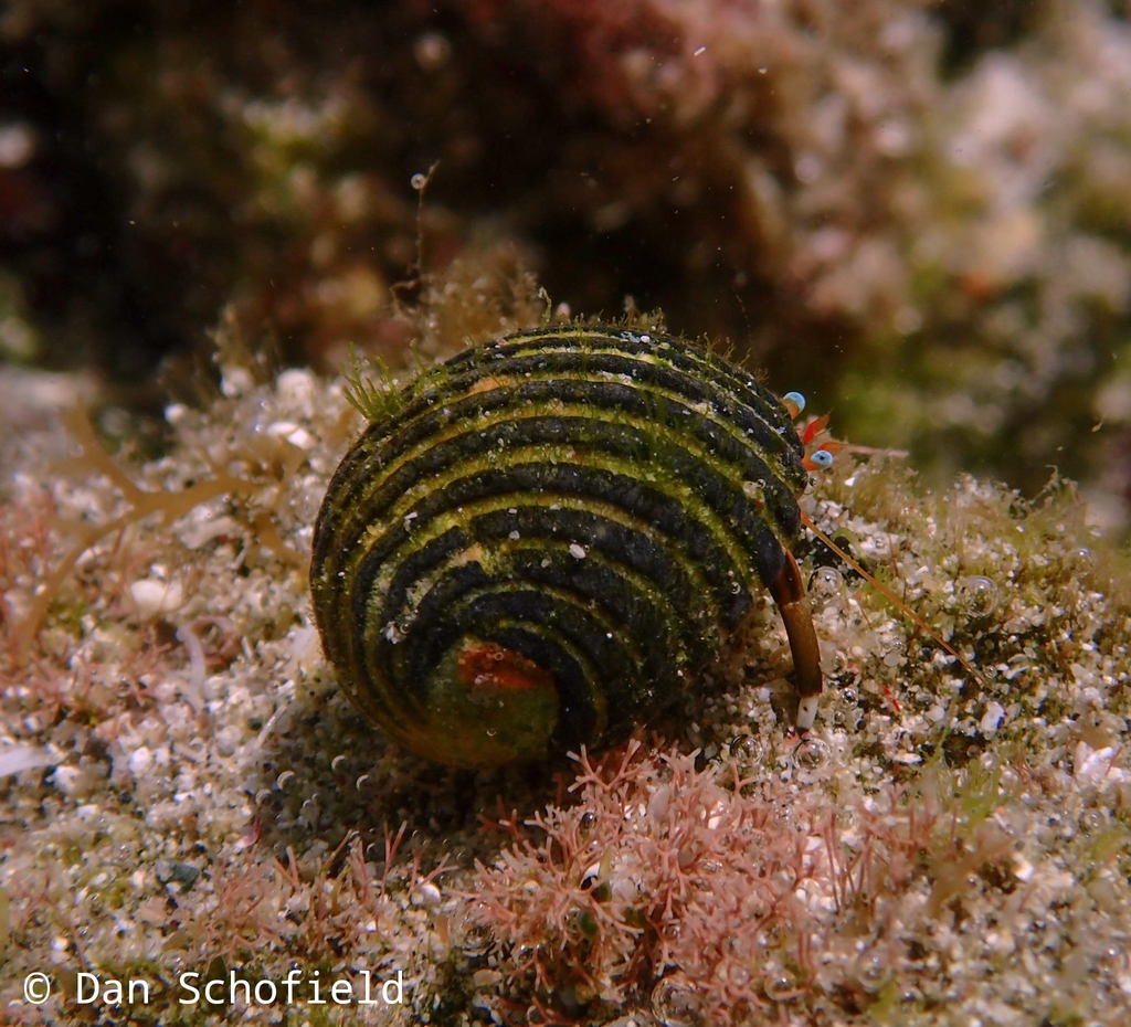 Left-handed Hermit Crab from Buwun Mas, Central Sekotong, West Lombok ...