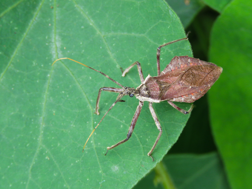 Genus Harpactor · iNaturalist