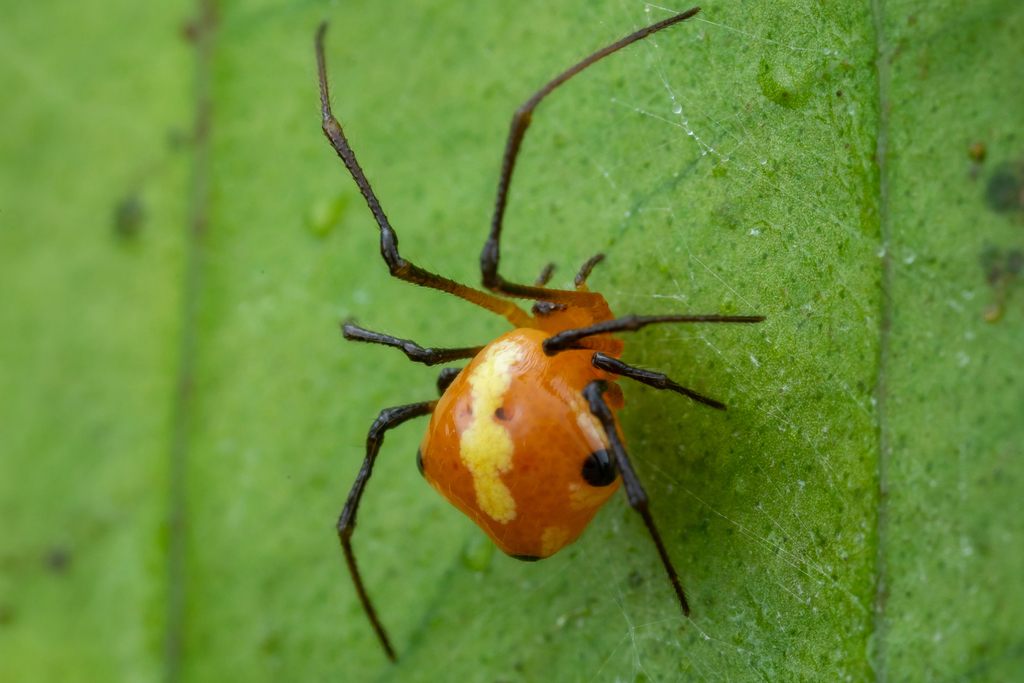Theridion quadratum from Шри-Ланка on September 13, 2019 at 07:14 PM by Roman Prokhorov ...