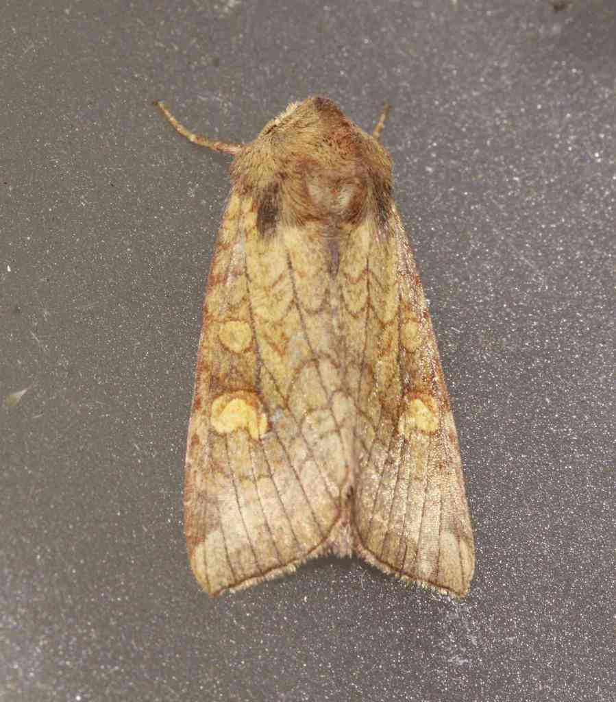Ear Moths from Le Rocher-Percé, QC, Canada on September 15, 2019 at 12: ...