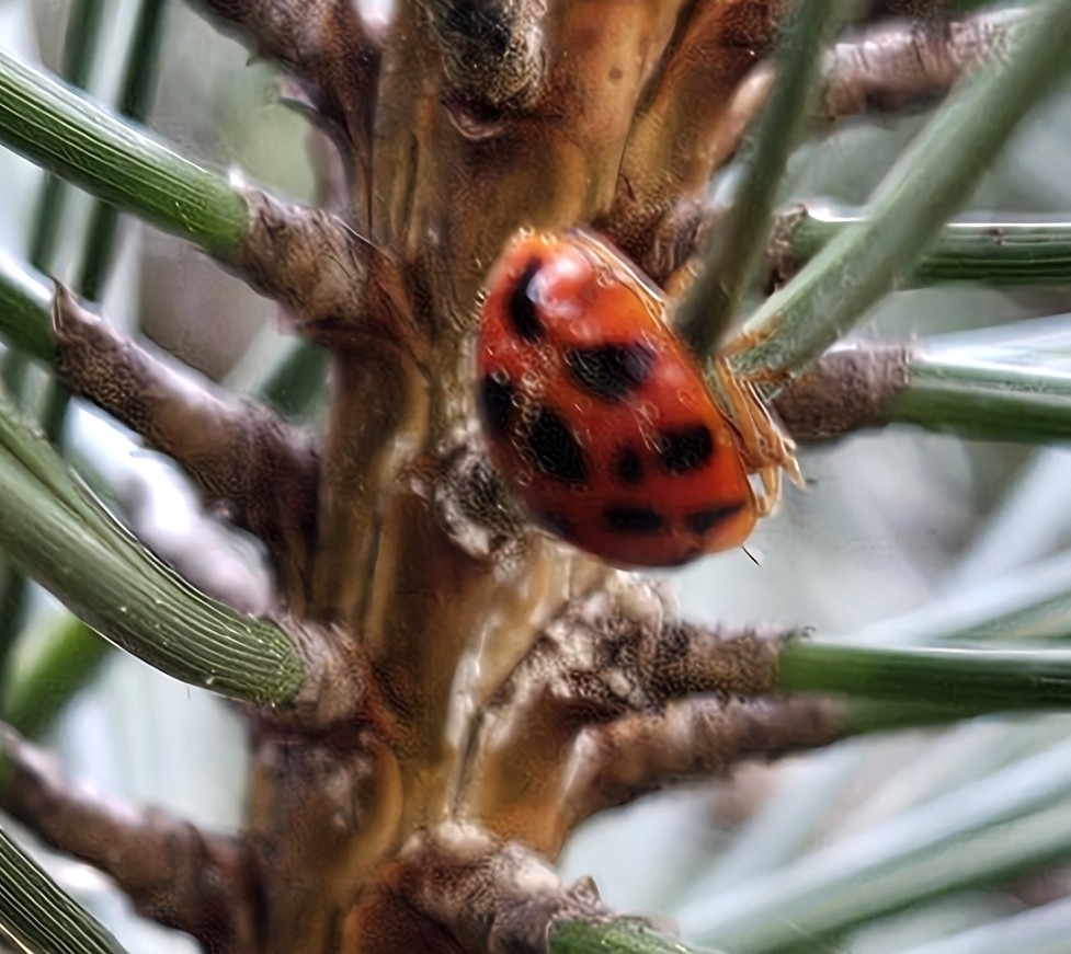 Red Asian Ladybug from 370 07 Roudné-České Budějovice 7, Česko on June ...