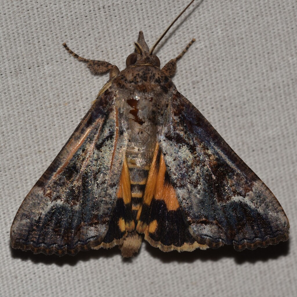 Variable Yellow Underwing in June 2025 by kbkash. Waikoloa Village UV. · iNaturalist