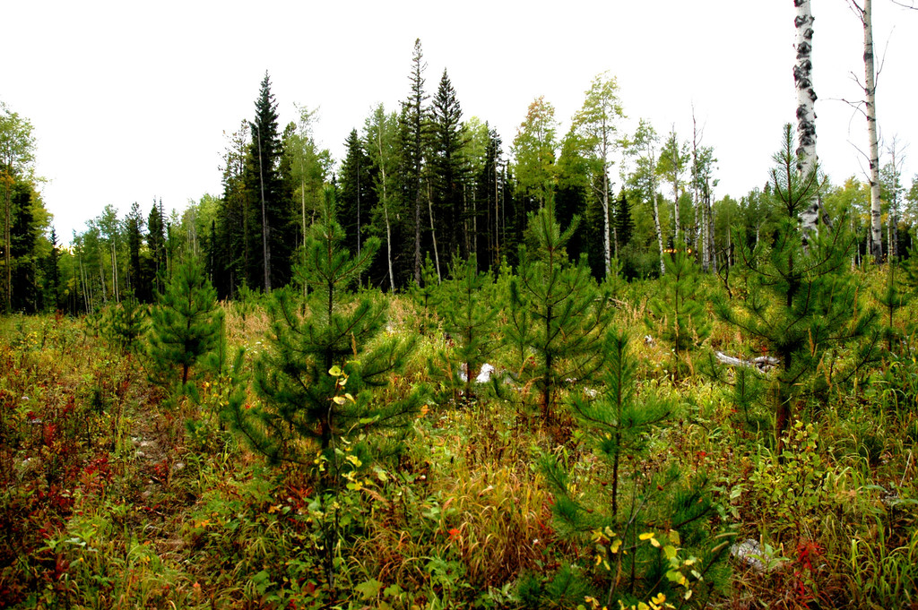 lodgepole pine from Division No. 13, AB, Canada on September 7, 2005 at ...