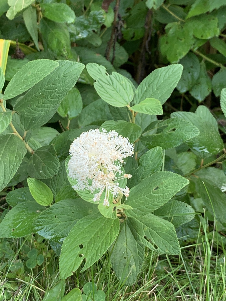 New Jersey tea from University of Wisconsin–Madison Arboretum, Madison ...