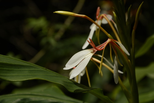 Spiked Ginger Lily (Hedychium spicatum) · iNaturalist