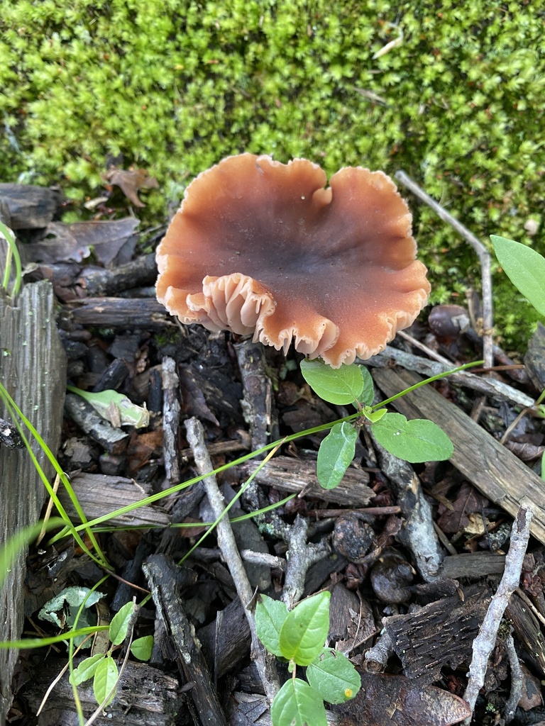 Deceivers from Fannie Stebbins Wildlife Refuge, 202 Bark Haul Rd ...