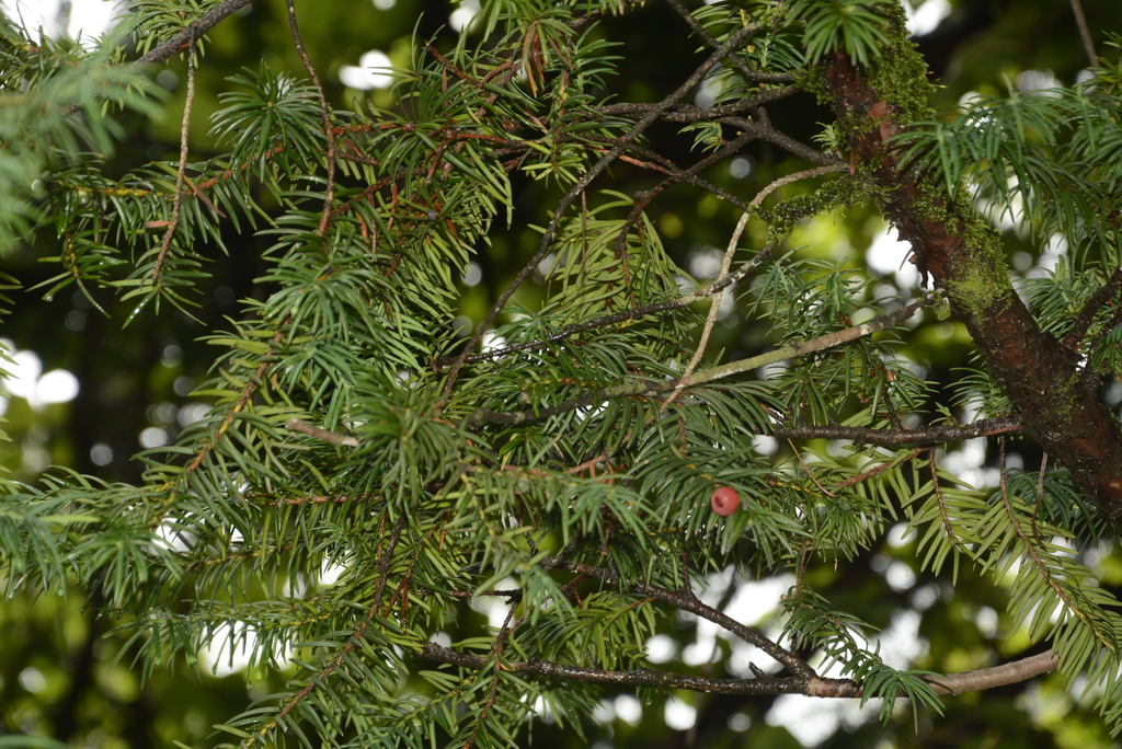 Himalayan Yew (Taxus wallichiana) - Botanical Realm