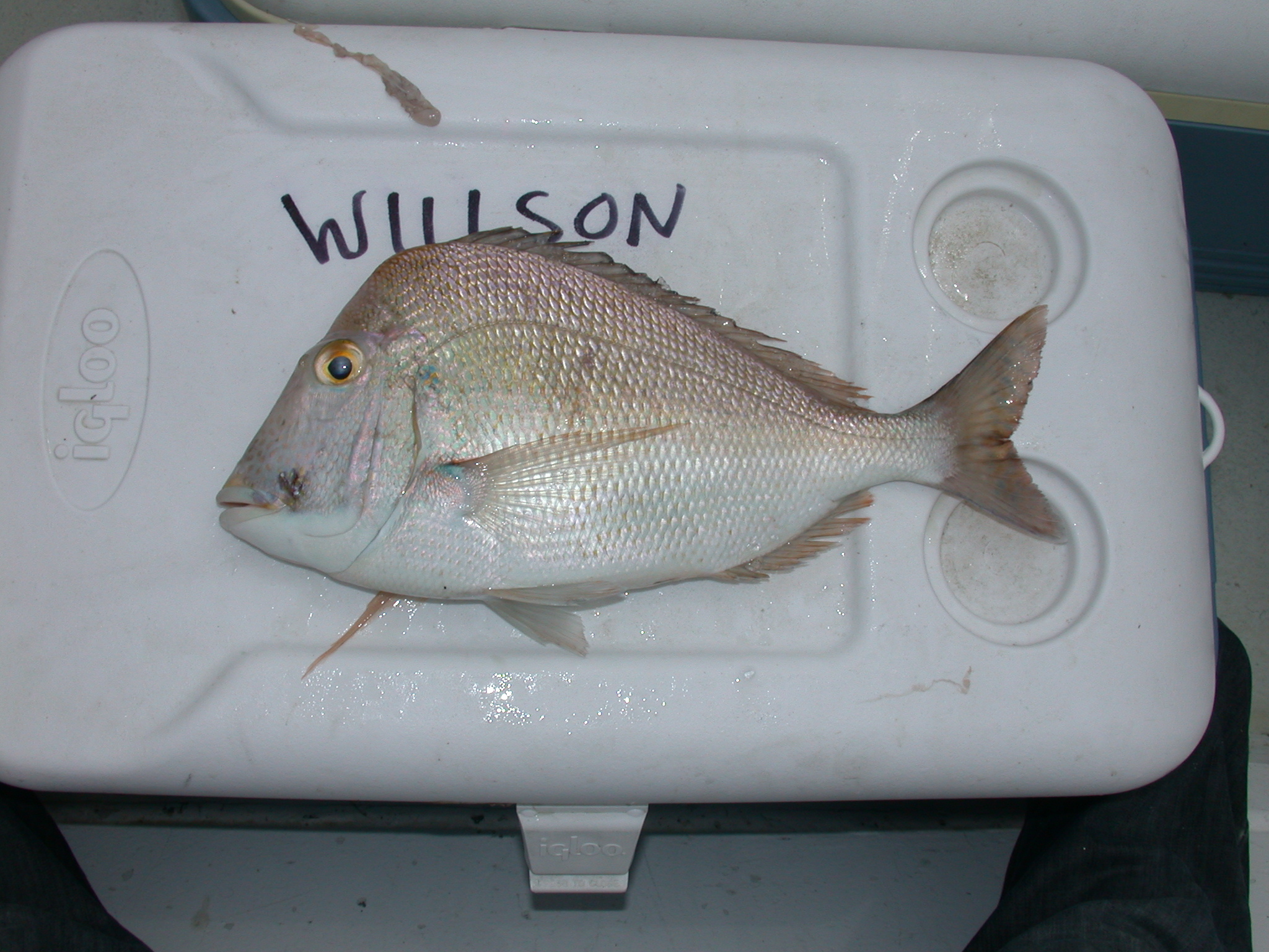 Calamus nodosus Randall & Caldwell, 1966