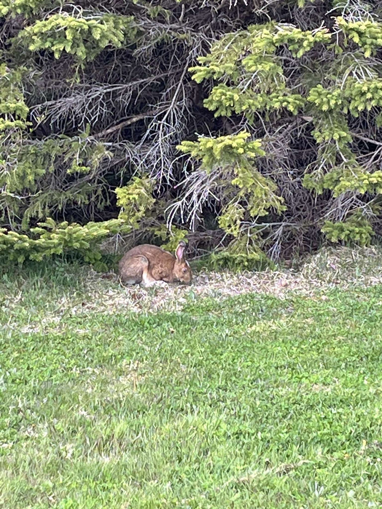 Snowshoe Hare from Kevin Butt Pl, Flatrock, NL, CA on May 31, 2025 at ...