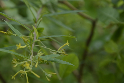 Wikstroemia canescens · iNaturalist