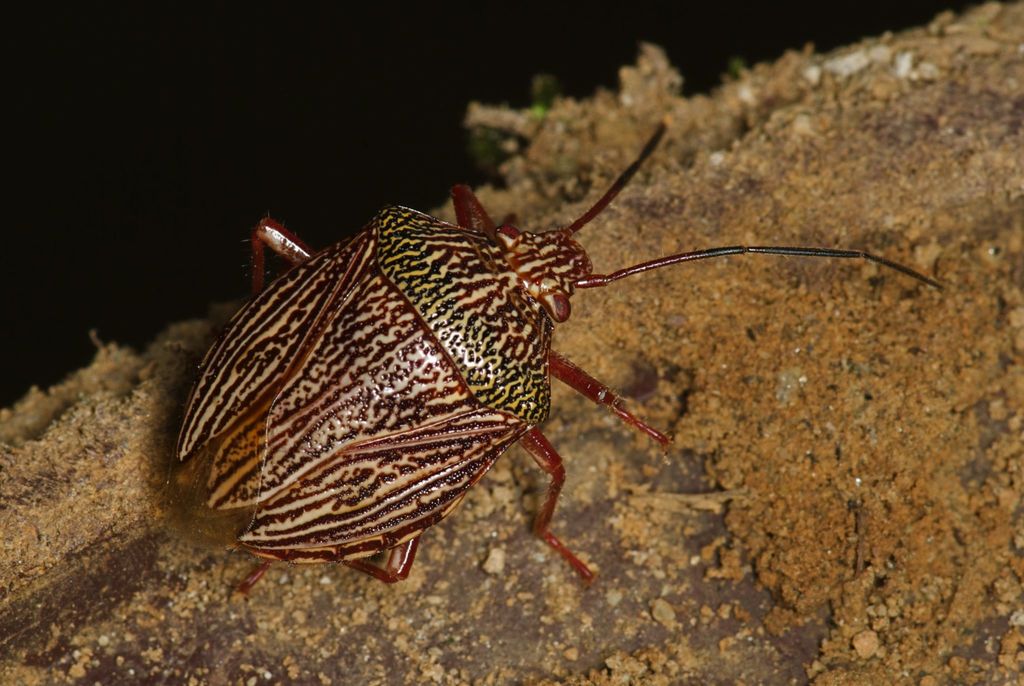 Antiteuchus macraspis from Ahuano, Río Napo, Tena, Napo, Ecuador on ...