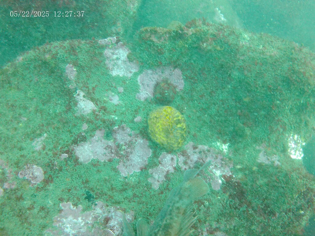 orange puffball sponge from San Diego County, CA, USA on May 22, 2025 ...