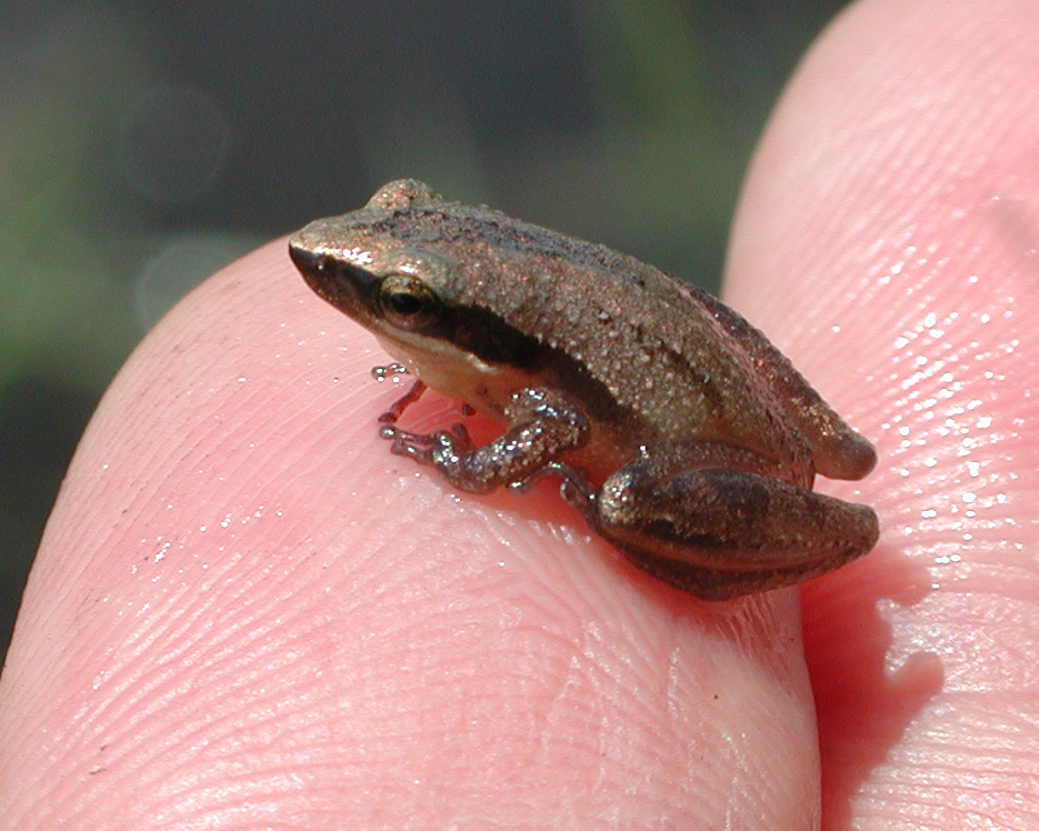 Little Grass Frog from Craven County, NC, USA on May 25, 2003 at 11:40 ...
