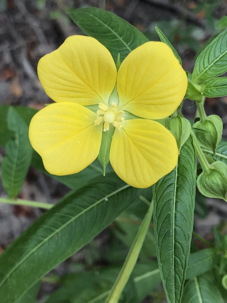 Peruvian primrose-willow from SouthPass Ave, Baton Rouge, LA, US on ...