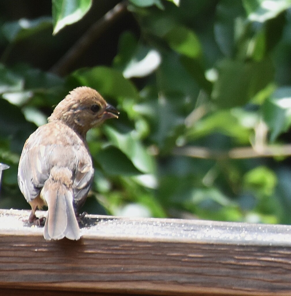 Eastern Towhee from Mountain Park, GA, USA on June 01, 2025 at 12:45 PM ...