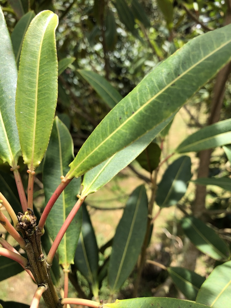 Sapium stylare from Sibaté, Cundinamarca, CO on September 15, 2019 at ...