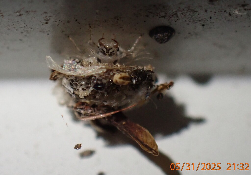 Stripe-horned Green Lacewing from Dunedin, FL, USA on May 31, 2025 at ...