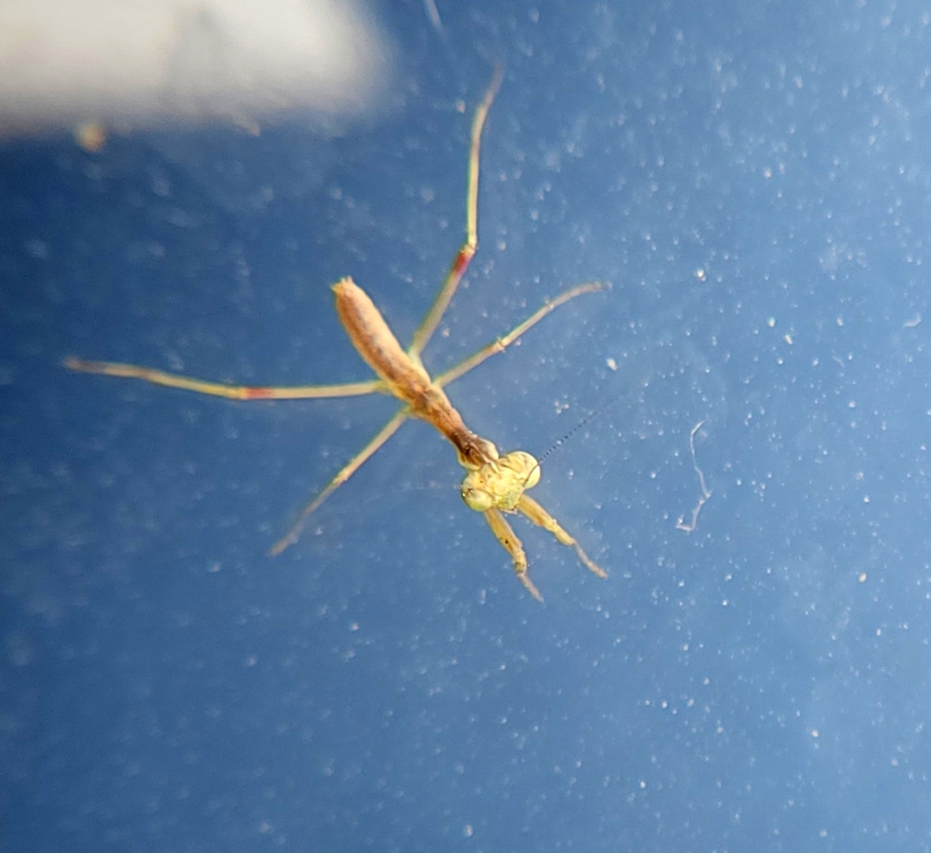 Arizona Mantis from Elysian Park, Los Angeles, CA, USA on June 1, 2025 ...