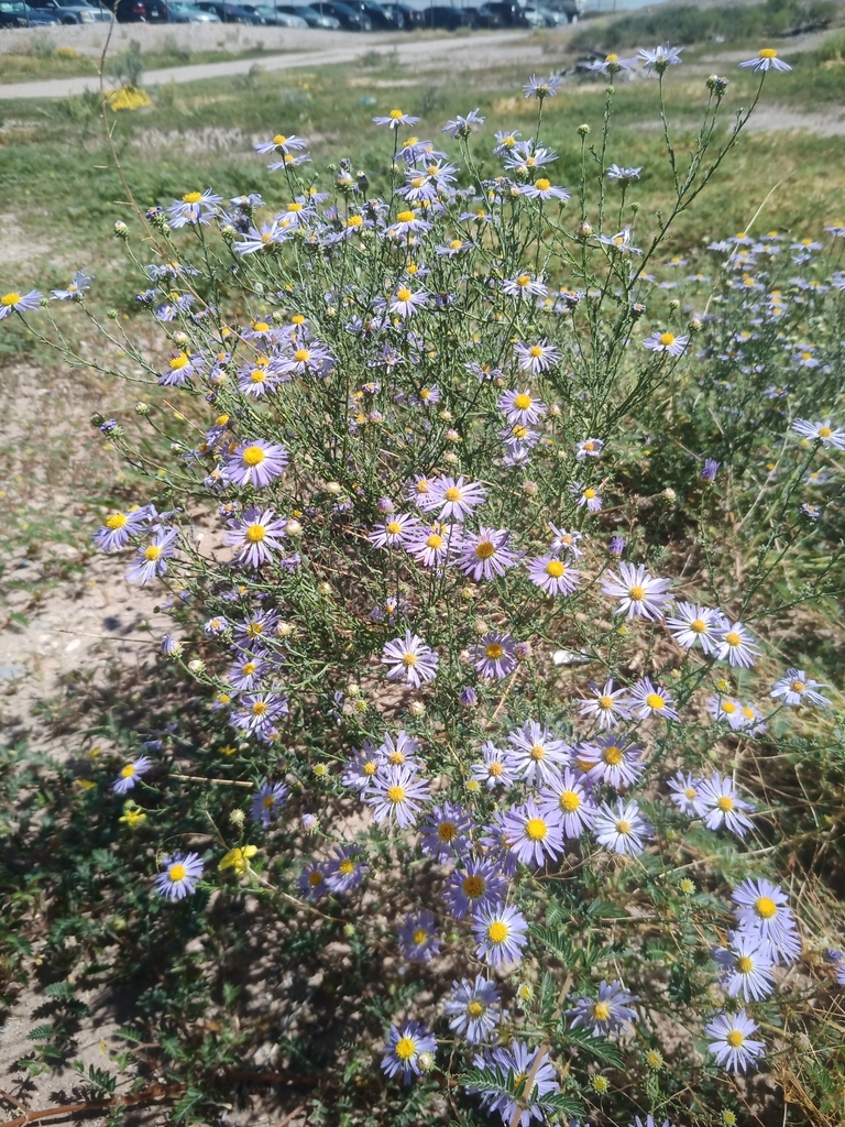 fall tansyaster in September 2024 by Mauricio Alejandro Montes Ojeda ...