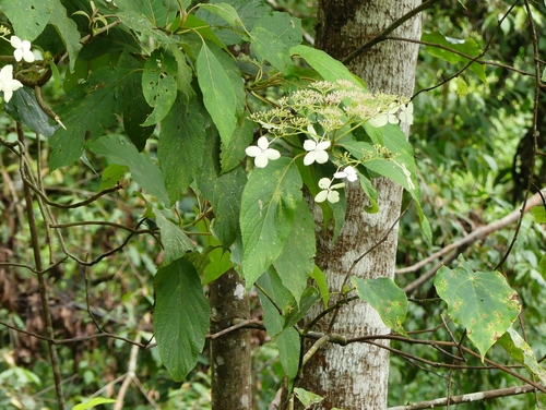 Subspecies Hydrangea aspera robusta · iNaturalist