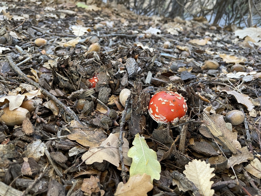 Fly Agaric from Ijong St, Braddon, ACT, AU on May 31, 2025 at 03:30 PM ...
