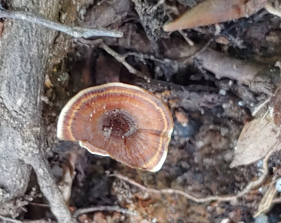Coltricia from DeKalb County, GA, USA on June 1, 2025 at 10:44 AM by ...