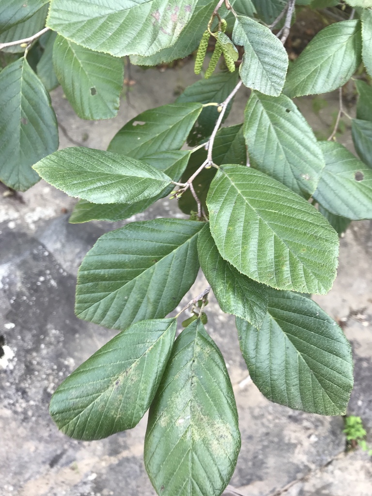 smooth alder from Pope County, US-AR, US on September 14, 2019 at 05:00 ...