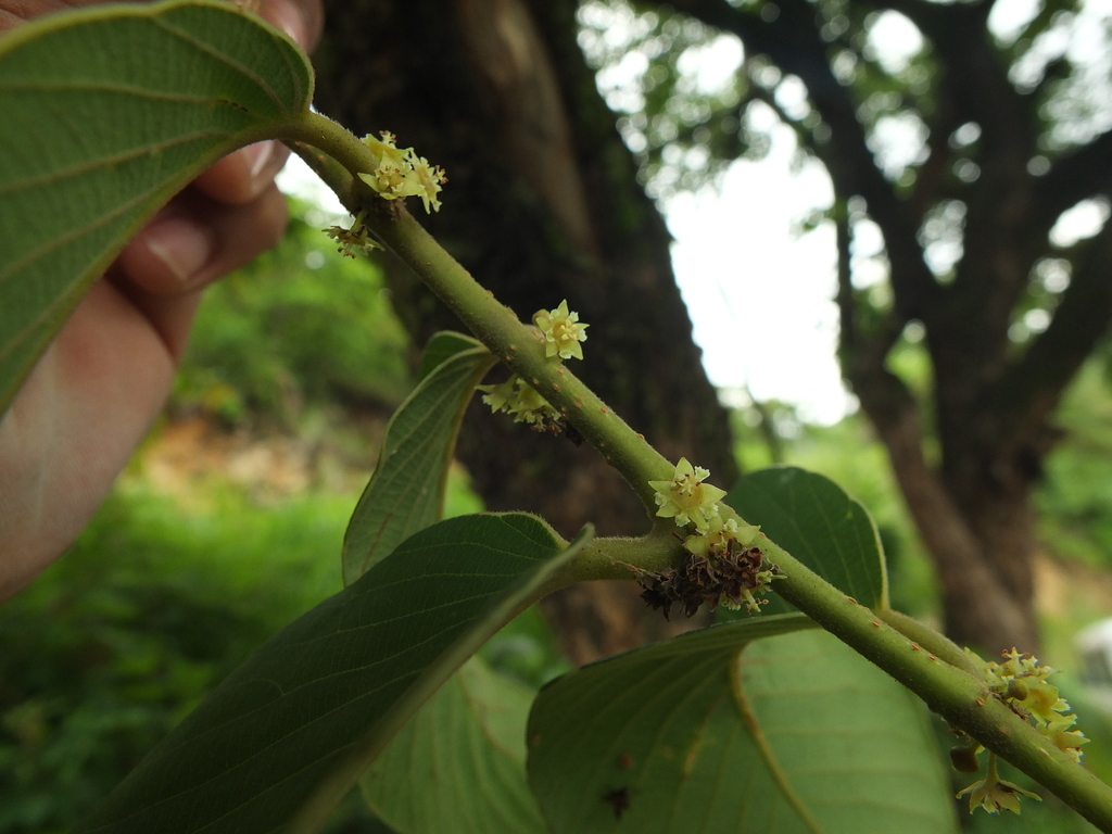Spinous Kino Tree (Kanha National Park - Plants) · iNaturalist