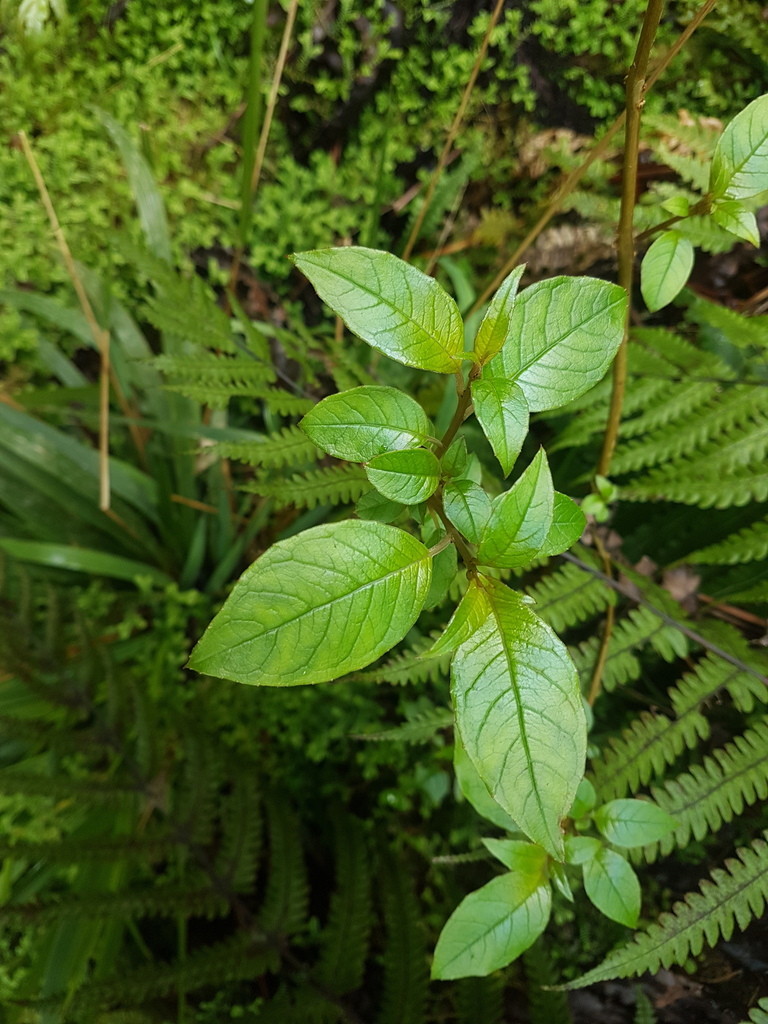 Kōtukutuku from Pukeiti 4374, New Zealand on September 15, 2019 at 01: ...