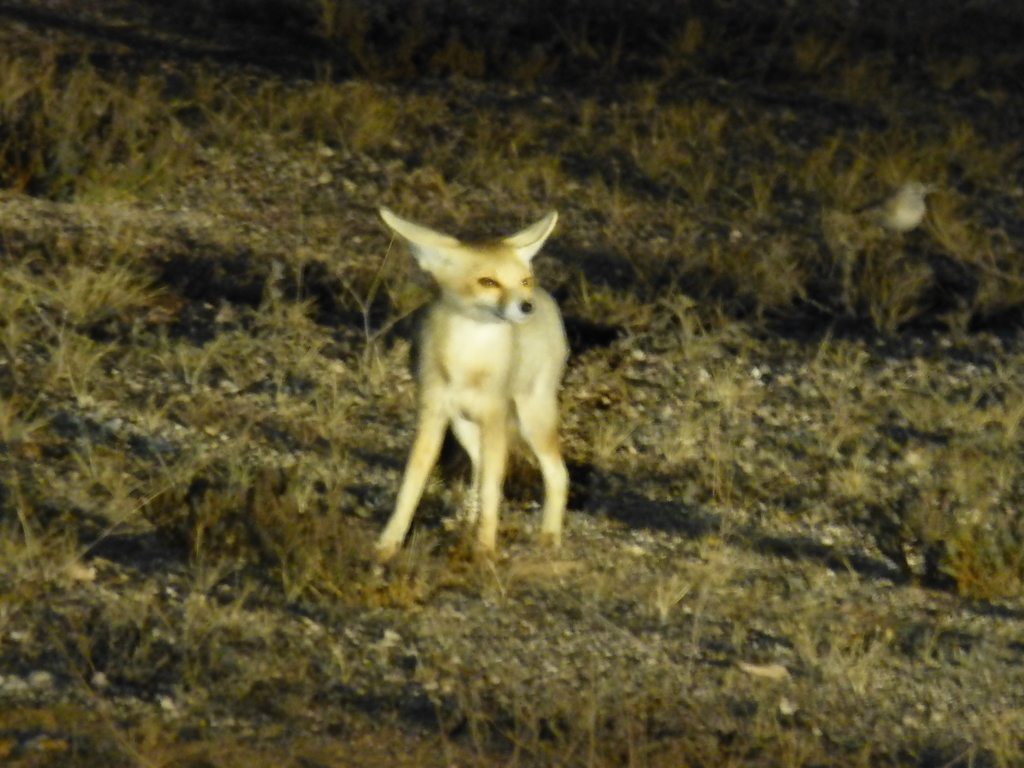 Rüppell's Fox (Vulpes rueppellii) - Know Your Mammals