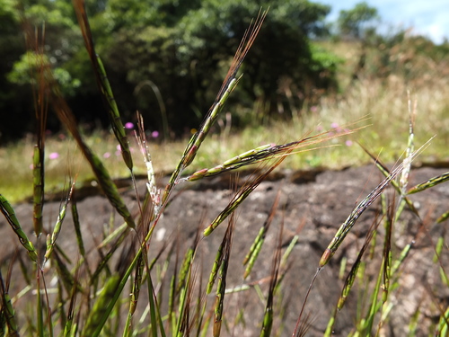 Dichanthium oliganthum · iNaturalist