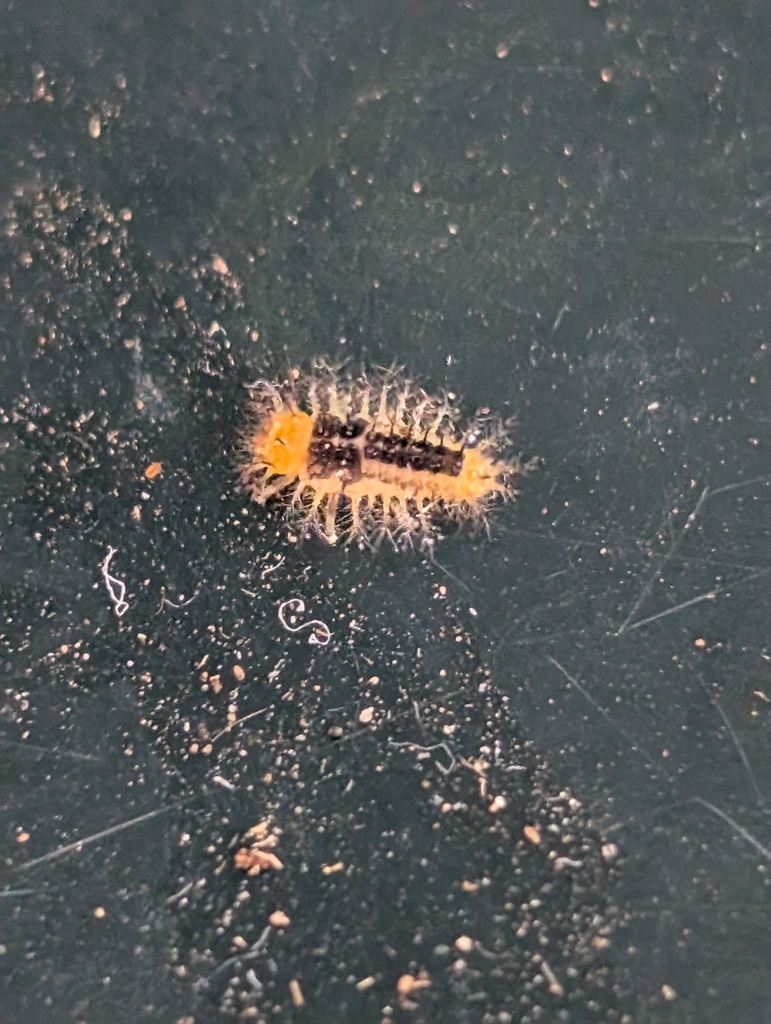 Halmus from Brisbane QLD, Australia on May 26, 2025 at 01:01 PM by ...