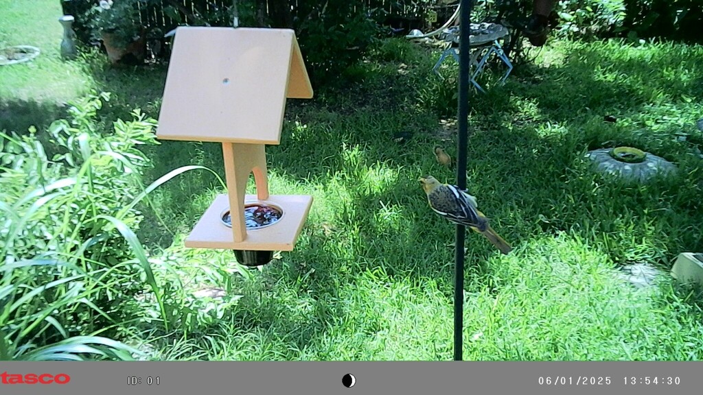 Baltimore Oriole from Benbrook, TX, USA on June 1, 2025 at 01:54 PM by ...