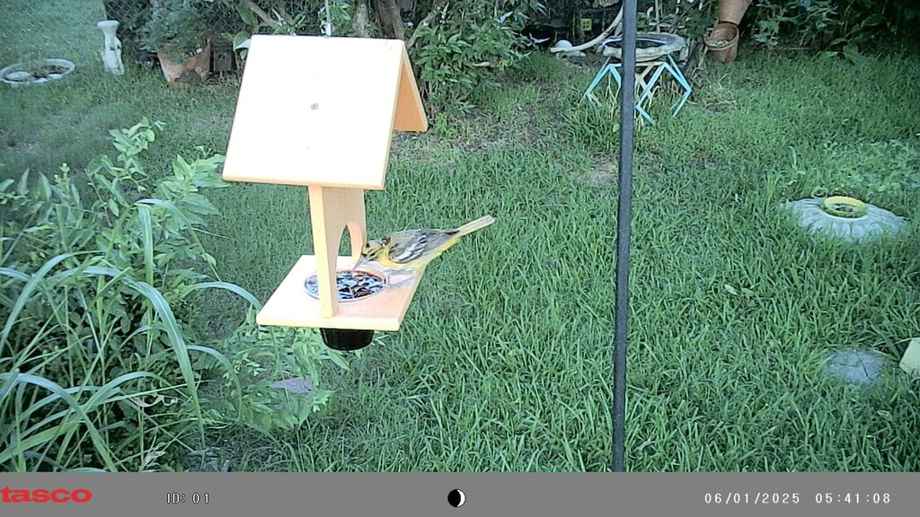 Baltimore Oriole from Benbrook, TX, USA on June 1, 2025 at 05:41 AM by ...