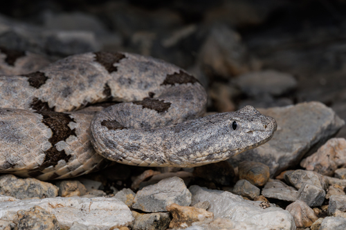 Rock Rattlesnake (Crotalus lepidus) - Snakes and Lizards