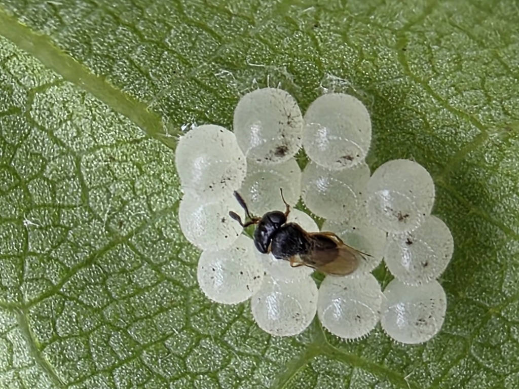 Telenominae from Barboursville, Albemarle County, VA, USA on June 1 ...