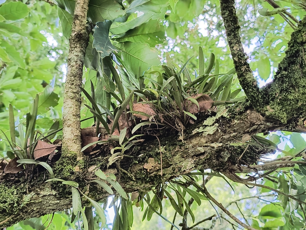 snake orchid in May 2025 by Sarahí Díaz · iNaturalist