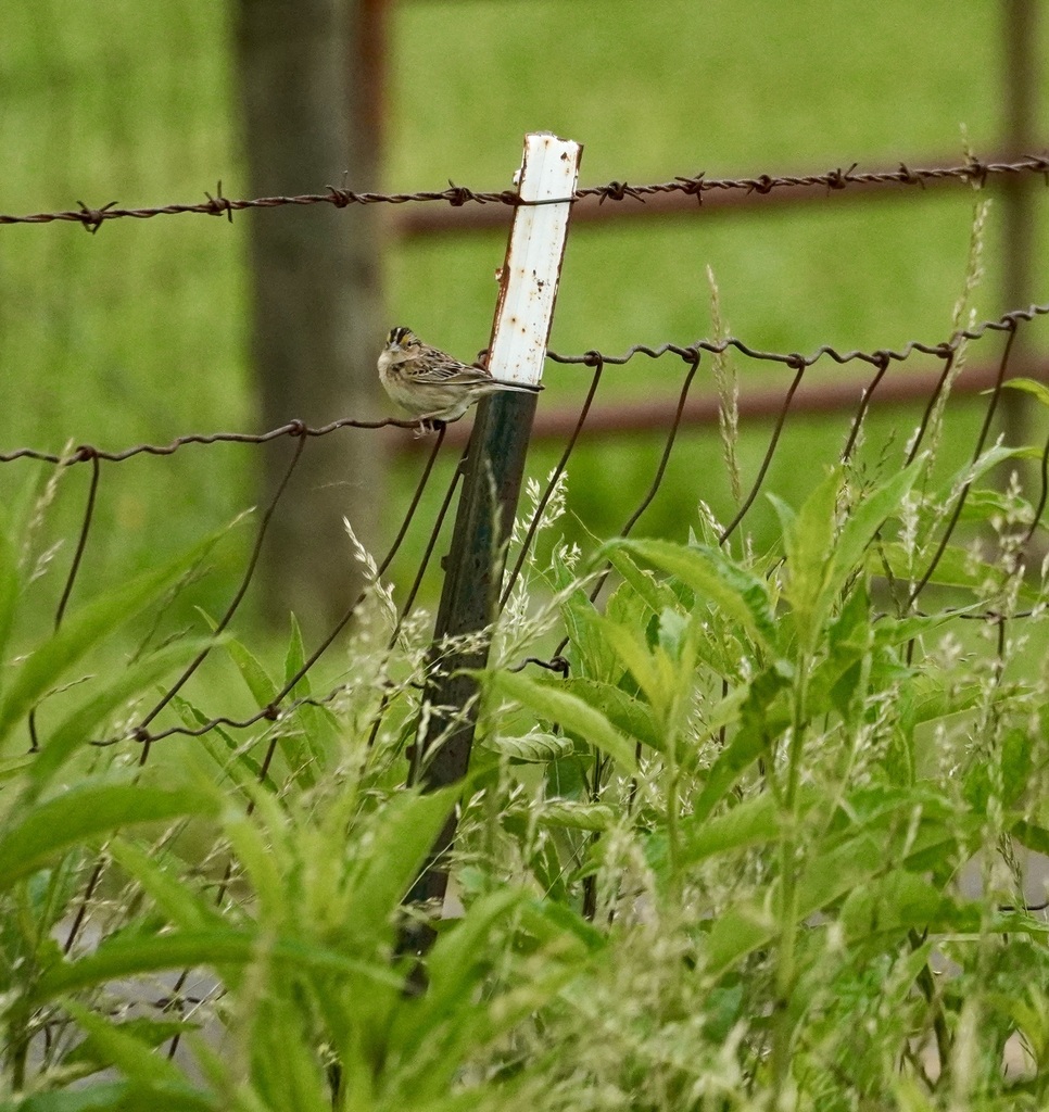Grasshopper Sparrow from Edwards Ferry Rd, Poolesville, MD 20837, USA ...