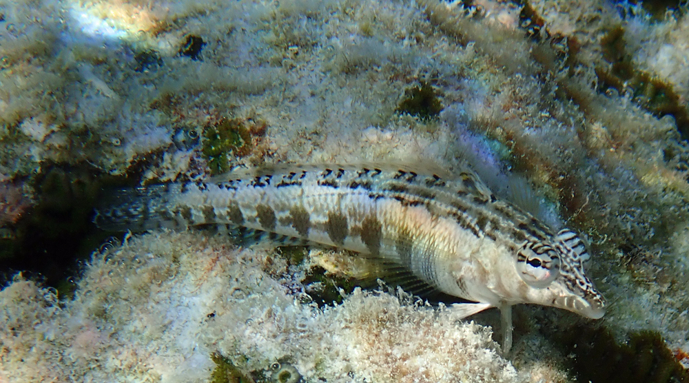 Parapercis from Hardy Reef, Australia on May 22, 2025 at 01:48 PM by ...