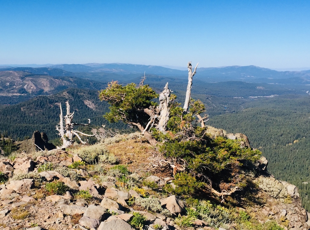 Whitebark Pine (Pinus albicaulis) - Botanical Realm