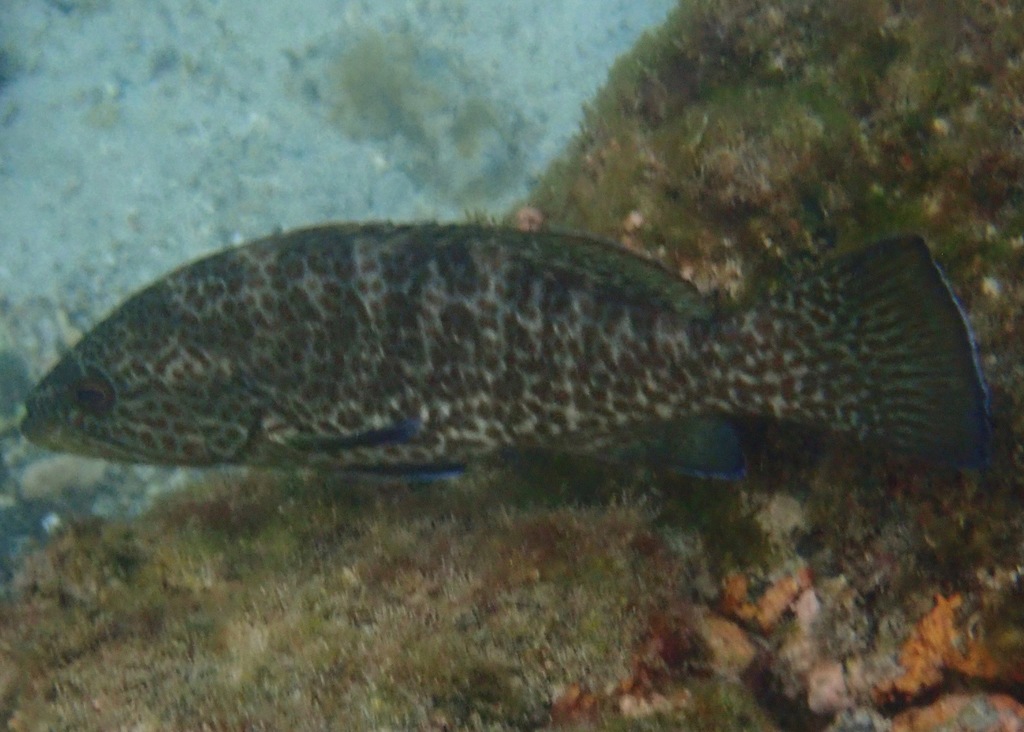 Spotted Grouper (Epinephelus analogus) - Marine Life Identification