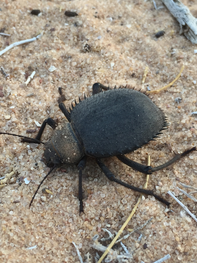 Urchin Beetle (Terrestrial Arthropods of Saudi Arabia) · iNaturalist