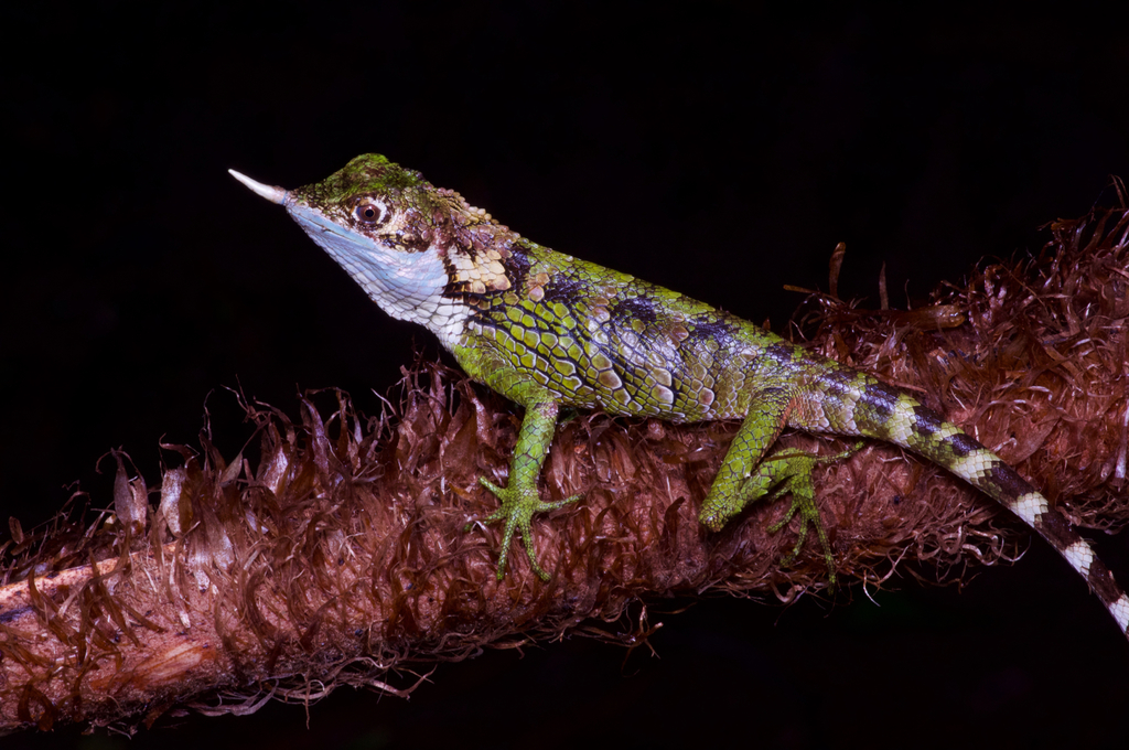 Rhino Horn Lizard in August 2019 by John Sullivan · iNaturalist