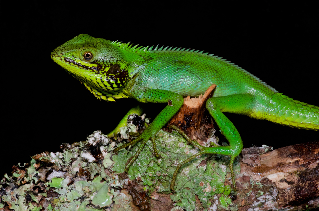 Black-cheek lizard (Agamids of Kerala) · iNaturalist