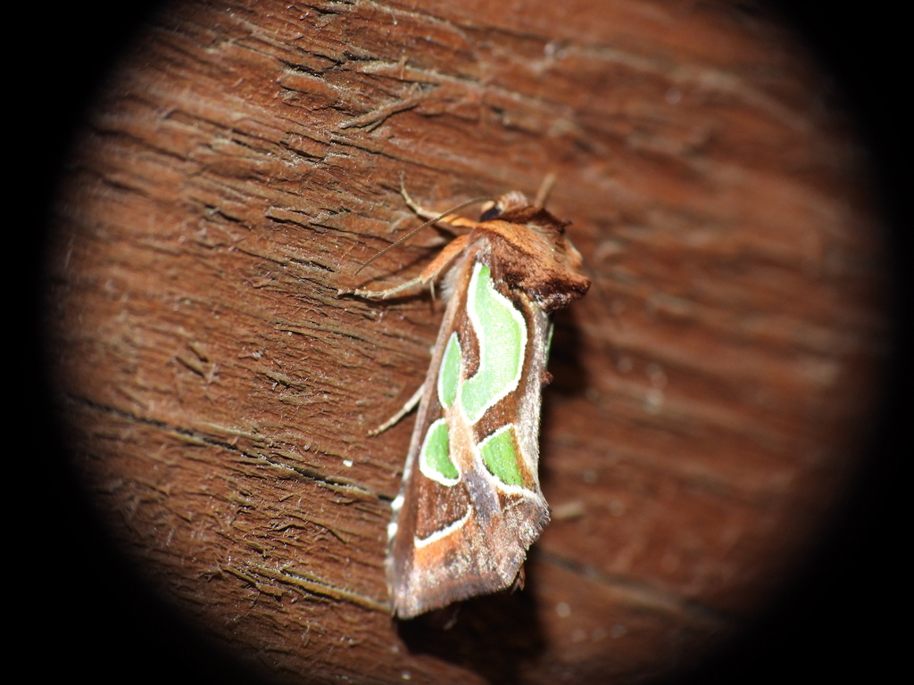 Green-blotched Moth from Coomba Park NSW 2428, Australia on June 02 ...